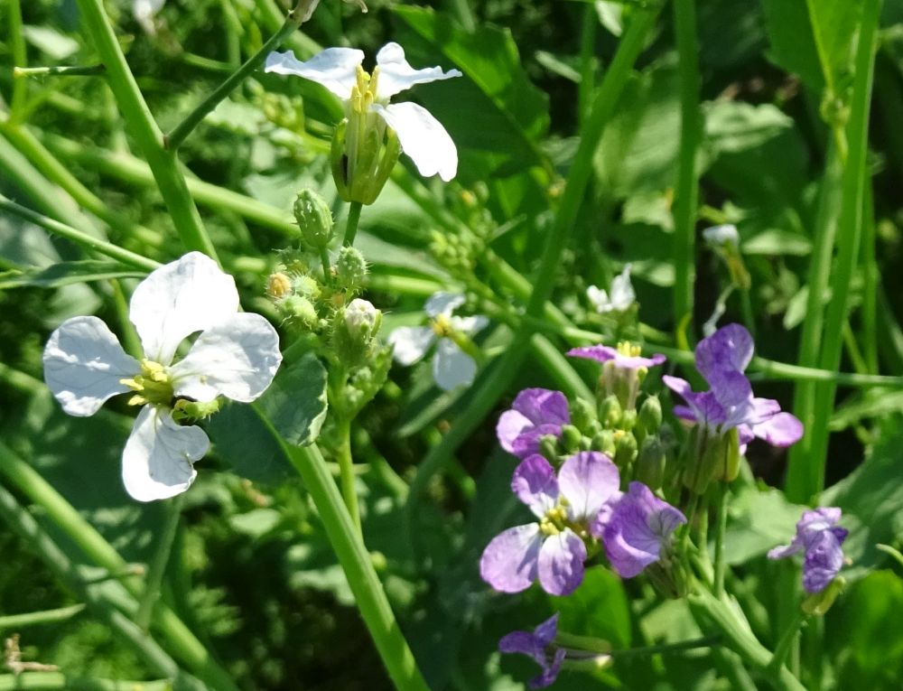 Fodder radish ARENA - Agrolitpa