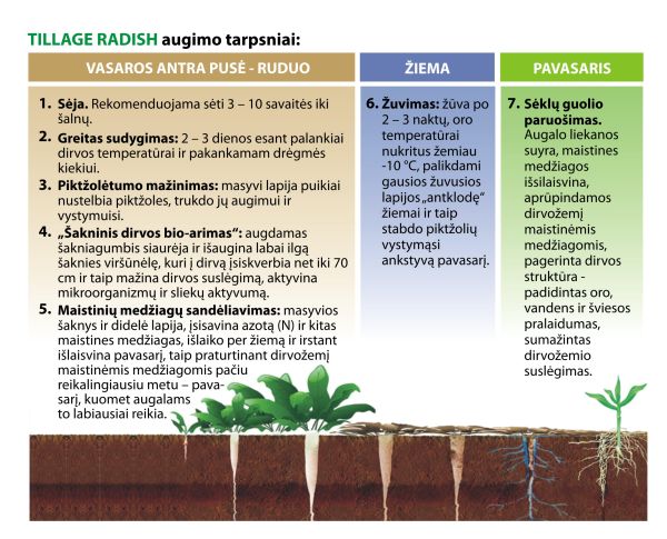 Pašariniai (šakniniai) ridikai MINER - Agrolitpa